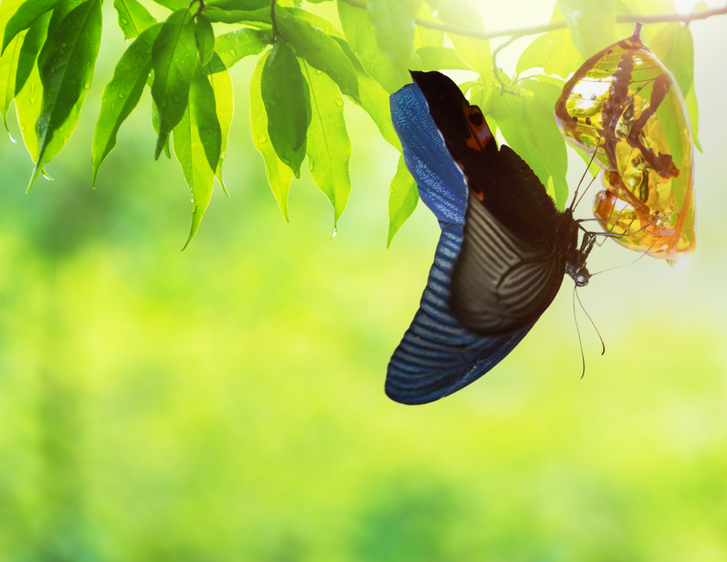 Tips to Create Changes That You Really Want - Susan Lazar Hart